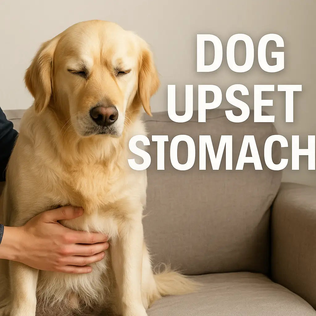 Dog Upset Stomach: Quick Remedies, Safe Foods & Vet Tips