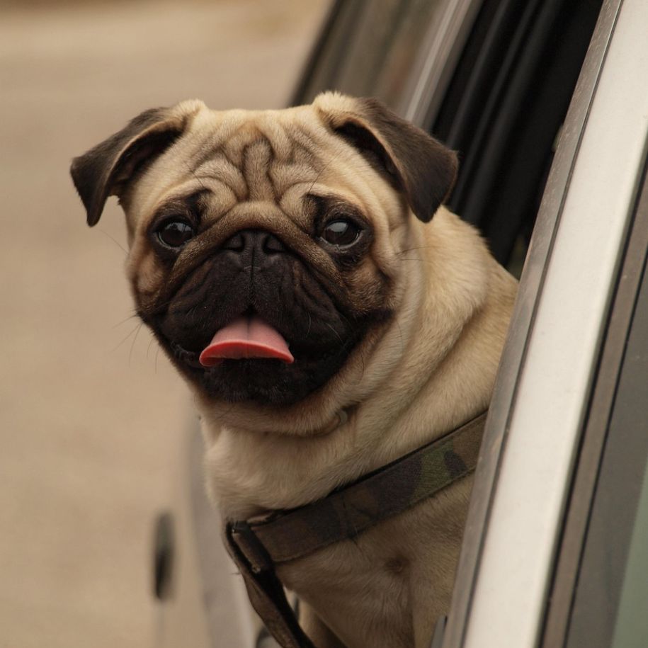 Pug Dog Information & Characteristics: Care, Temperament & Facts