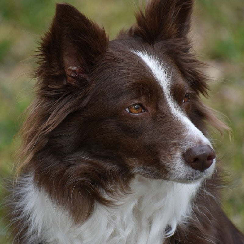 Border Collie Information and Characteristics: Temperament, Health, an