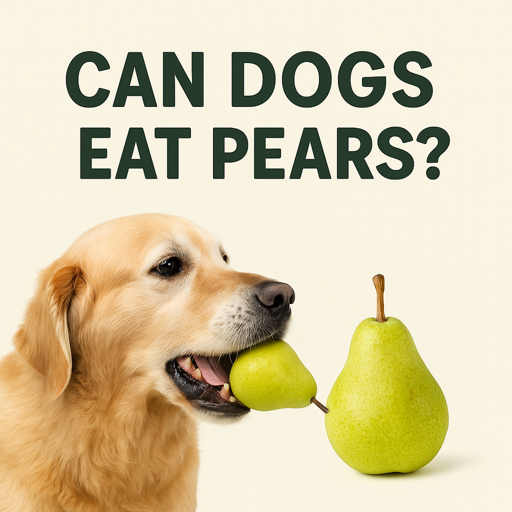 Can Dogs Eat Pears? Safety, Benefits & How Much to Feed