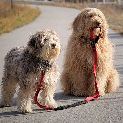 What Leash Is Best For A Puppy