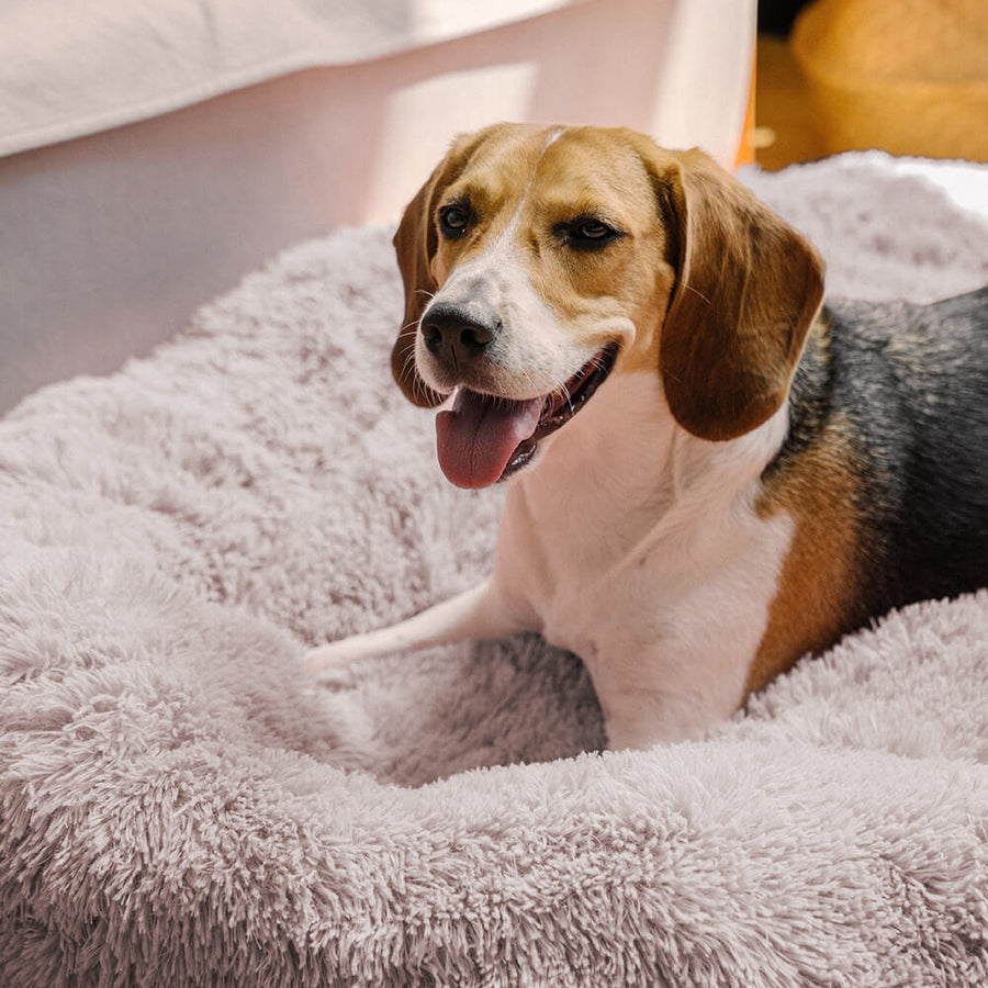 Fuzzy Round Dog Bed - Soft & Cozy Sleep for Your Pet | FunnyFuzzy